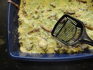Kitty Litter Cake | Fun Family Crafts