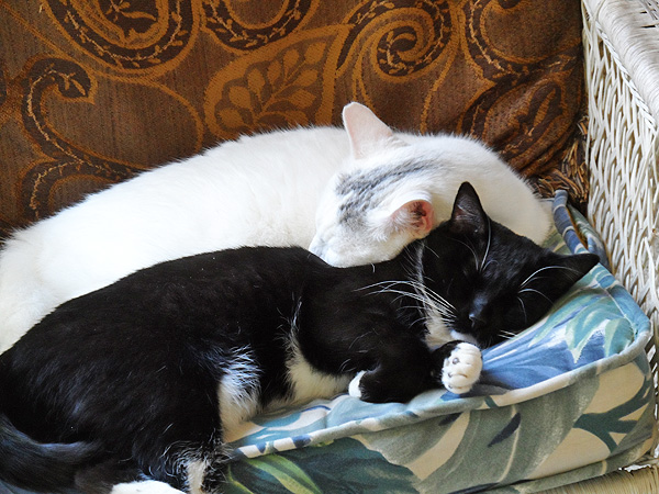 Comfort Zone® with Feliway® for Cats | Fun Family Crafts