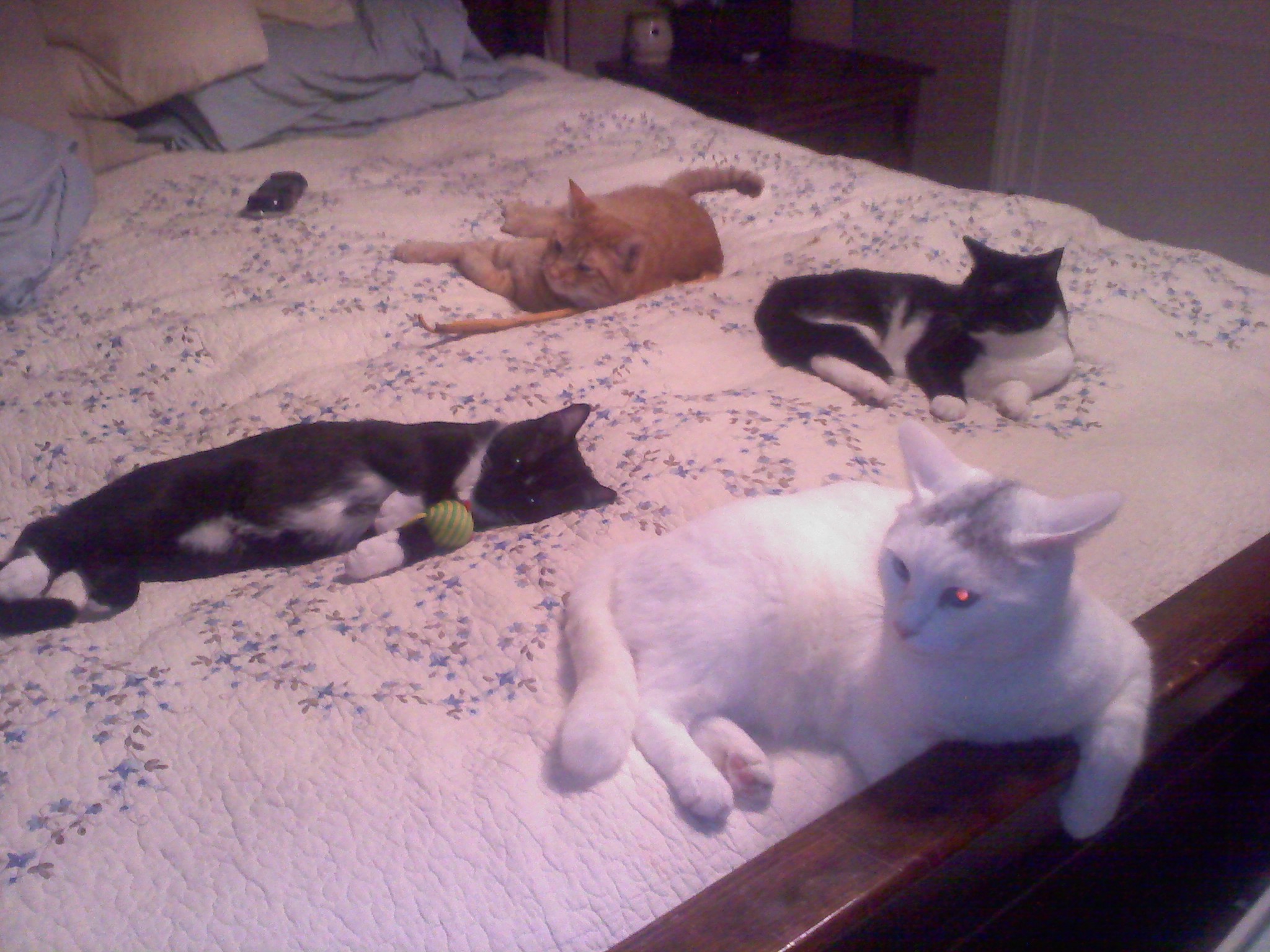 Comfort Zone® with Feliway® for Cats | Fun Family Crafts