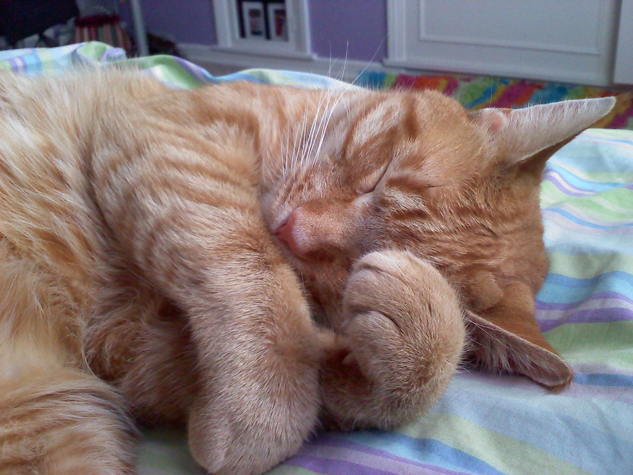 Comfort Zone® with Feliway® for Cats | Fun Family Crafts