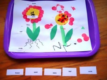 Parts of a Flower | Fun Family Crafts