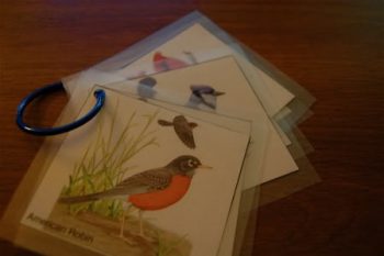 Bird Field Guides | Fun Family Crafts