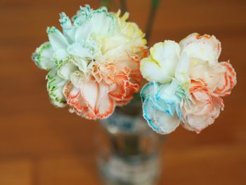 Rainbow Carnations | Fun Family Crafts