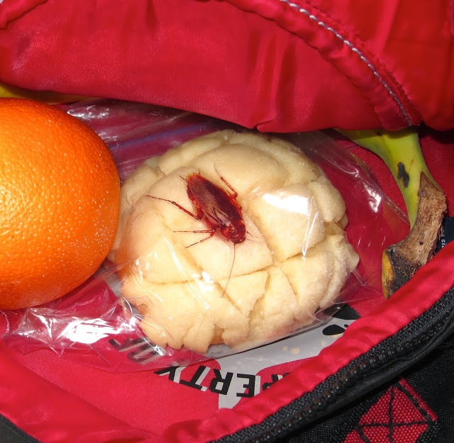 April Fool's Bug Prank | Fun Family Crafts