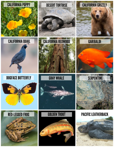 California State Symbols Printable Memory Game | Fun Family Crafts