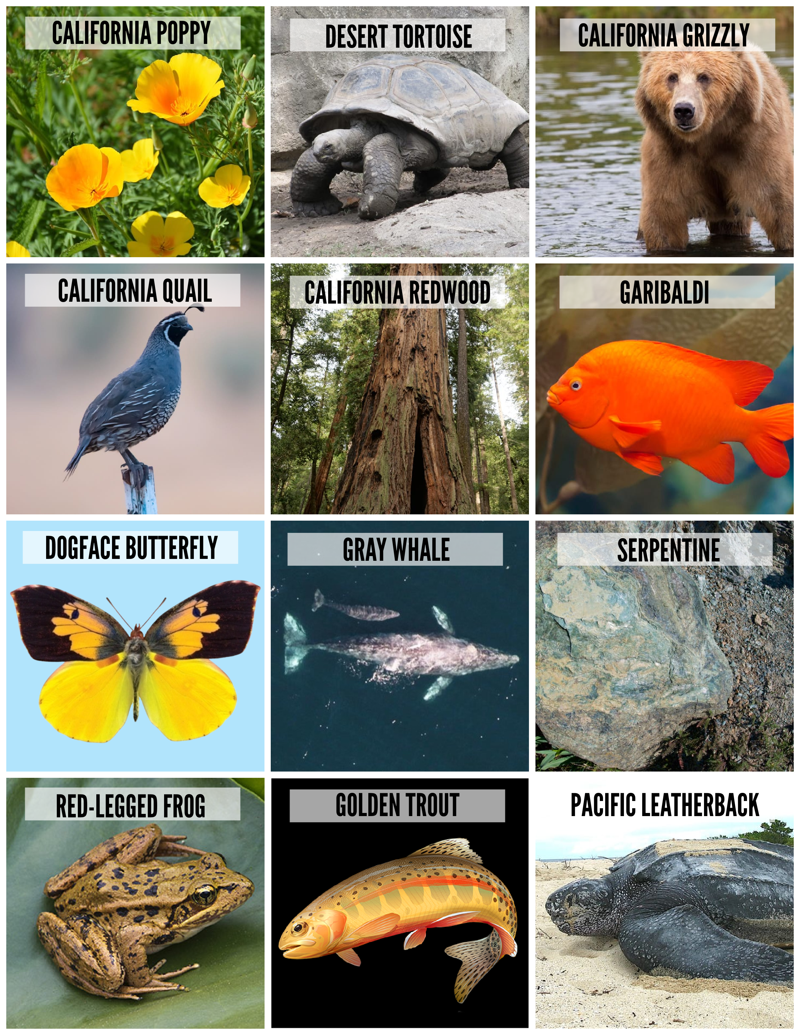 California State Symbols Printable Memory Game | Fun Family Crafts